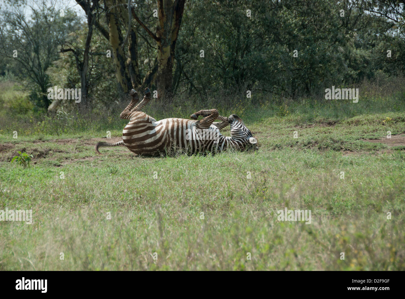 Zebra rolling on its back in the dust Stock Photo - Alamy