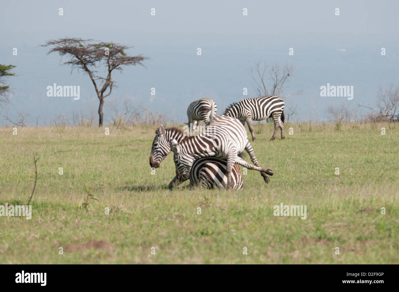 Horseplay hi-res stock photography and images - Alamy