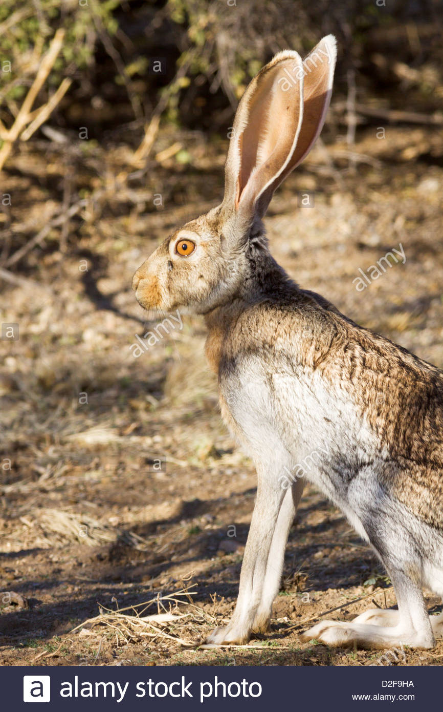 Antelope Jackrabbits High Resolution Stock Photography and Images - Alamy