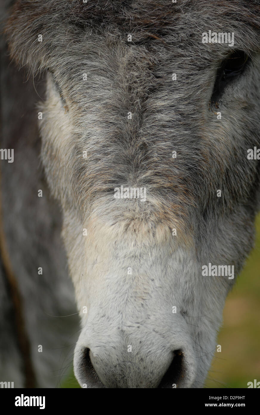 close up of a donkey's face in morocco Stock Photo - Alamy