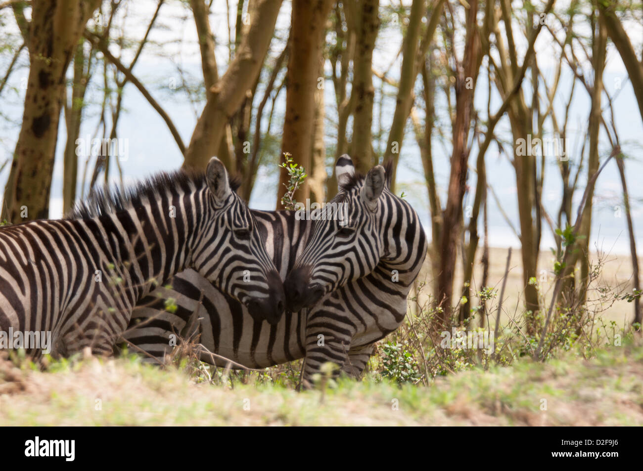 Two zebra under trees facing one another. Lake Nakuru is visible in the ...