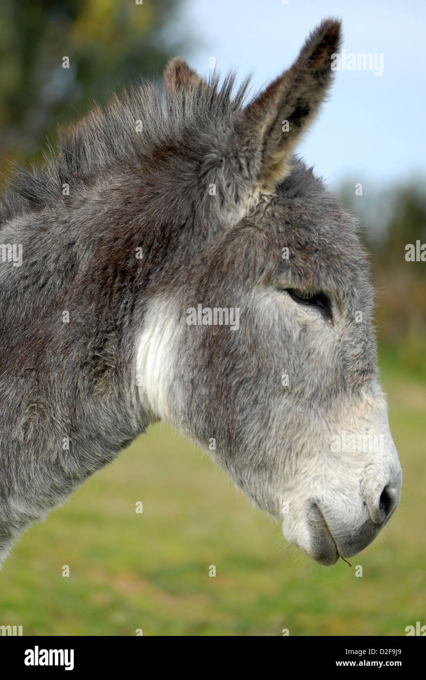 close up profile of a donkey's face in morocco Stock Photo - Alamy