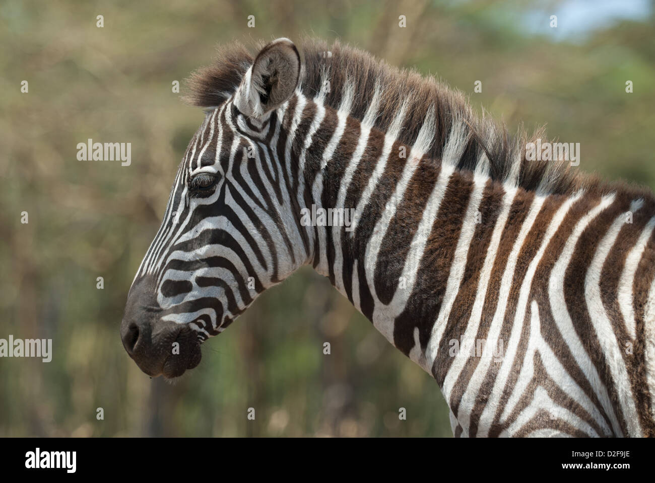 The head and shoulders of a zebra seen from its left side Stock Photo ...