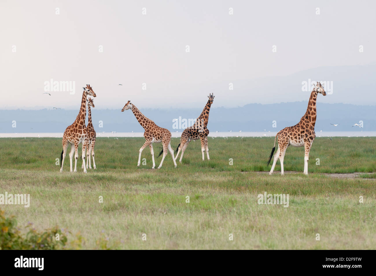 Five giraffe hi-res stock photography and images - Alamy