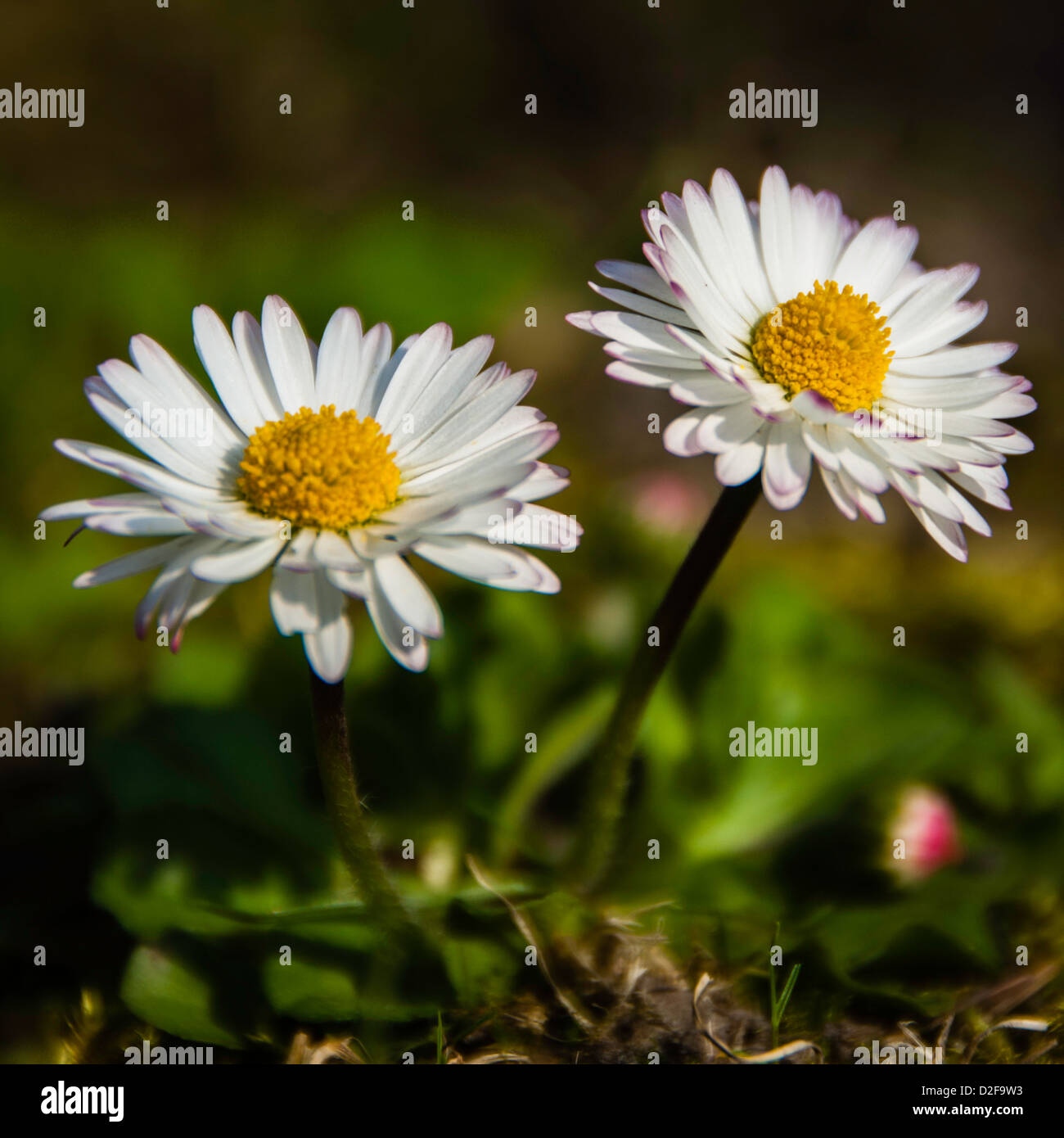 Daisy Flower - A pair of flowering common daisy (bellis perennis Stock ...