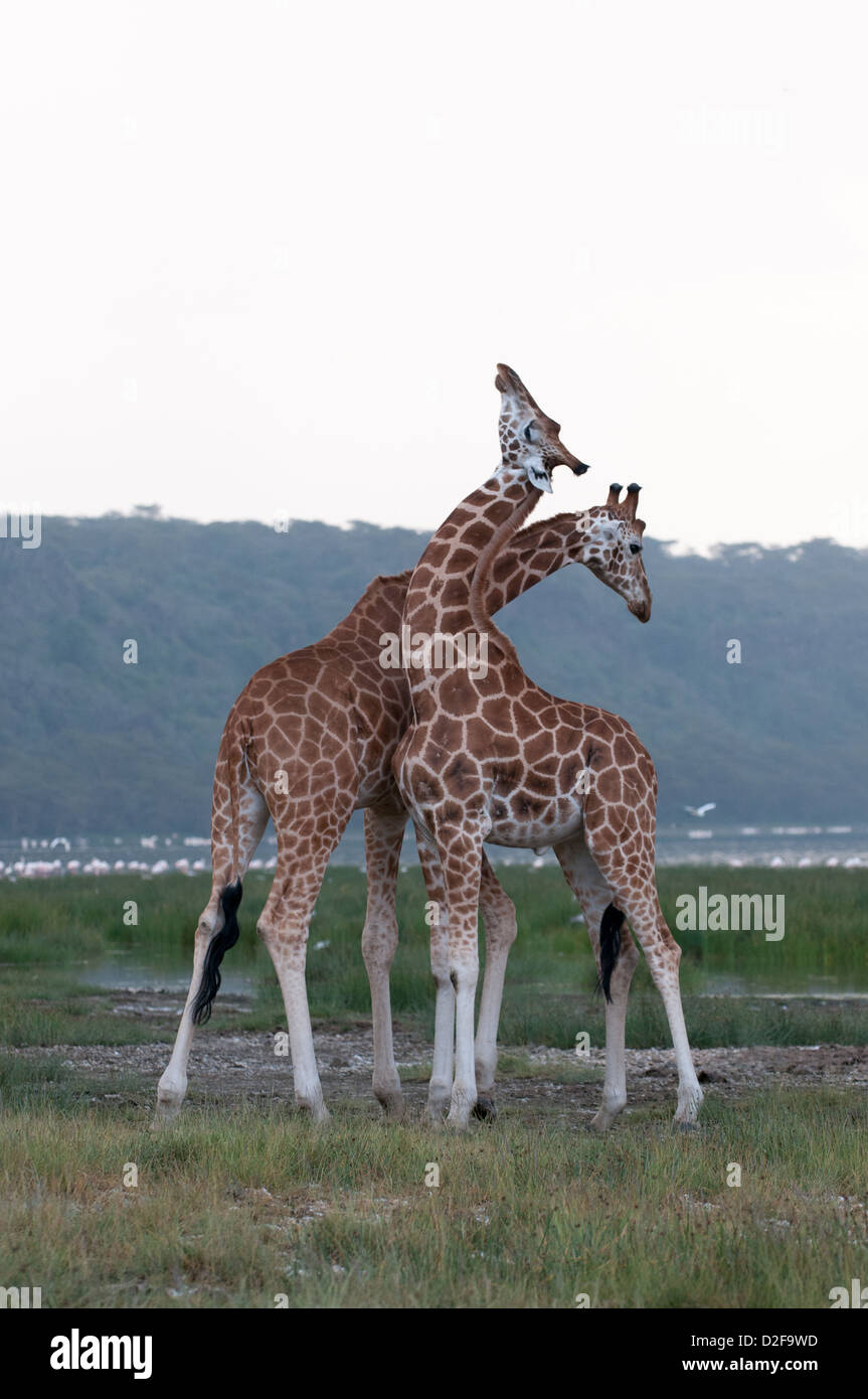 Two giraffe very close to each other moving necks around each other ...