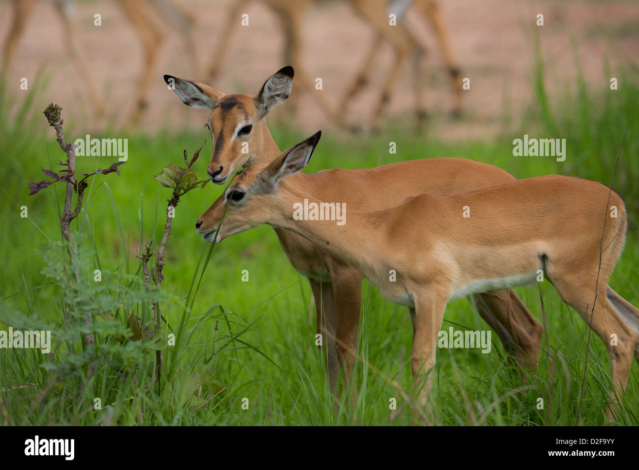 Puku deer in the wild safari savanna Stock Photo - Alamy