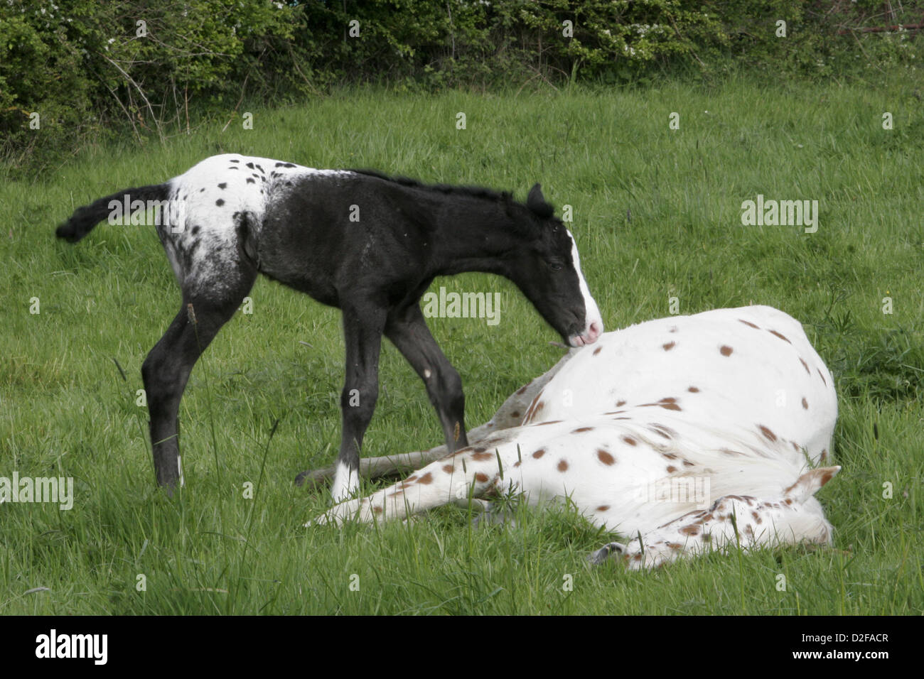 Mare and Foal in a field, the Mare is lying down and the foal wants to ...