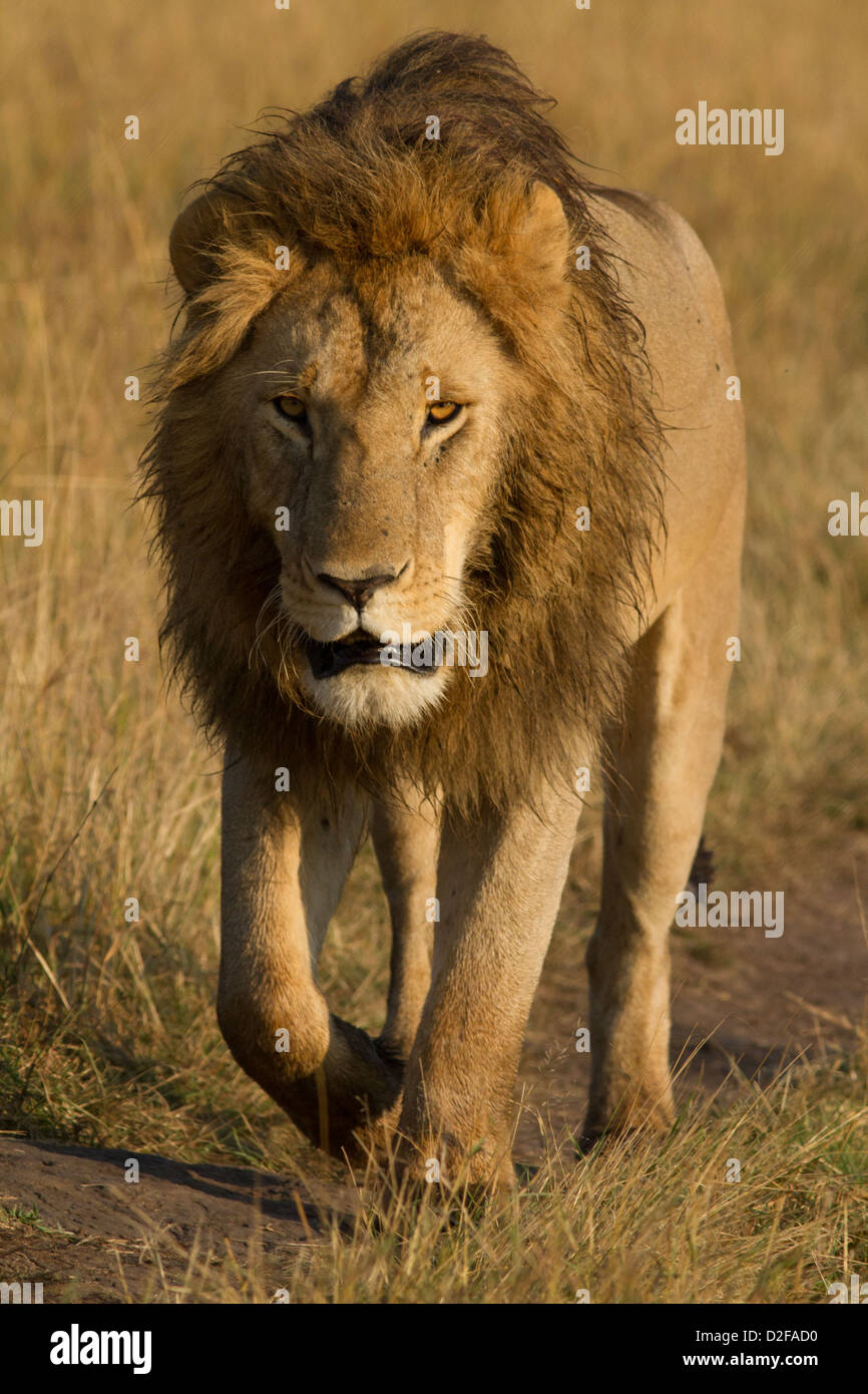 African lion with a large mane hi-res stock photography and images - Alamy
