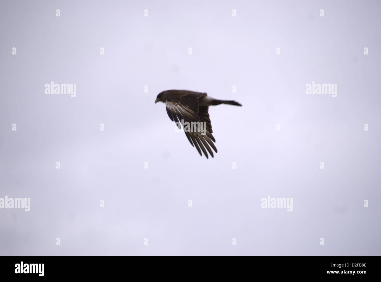 Palmar river hi-res stock photography and images - Alamy