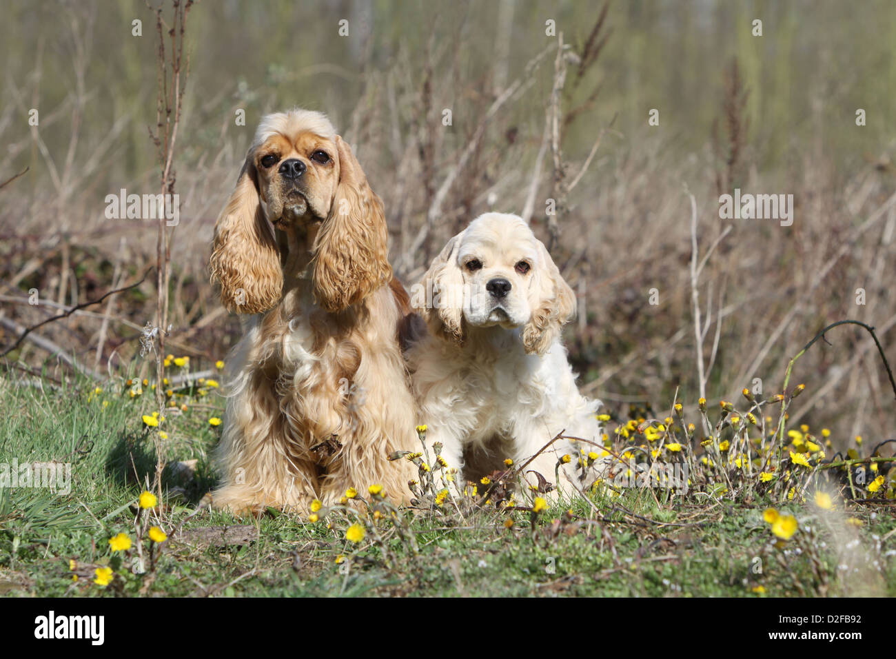 Dog American Cocker Spaniel adult and puppy (golden and cream) sitting ...