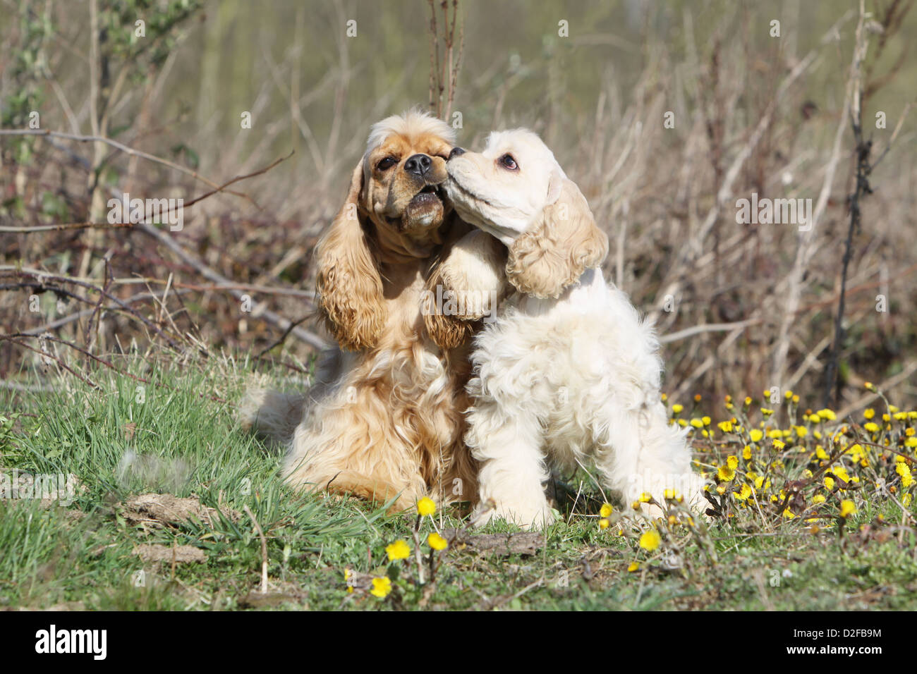 Dog American Cocker Spaniel adult and puppy (golden and cream) sitting ...
