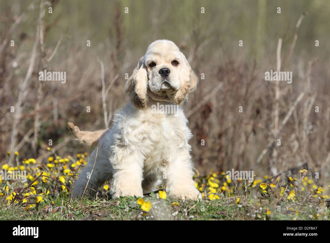 Dog American Cocker Spaniel puppy (cream) standing in a meadow Stock ...