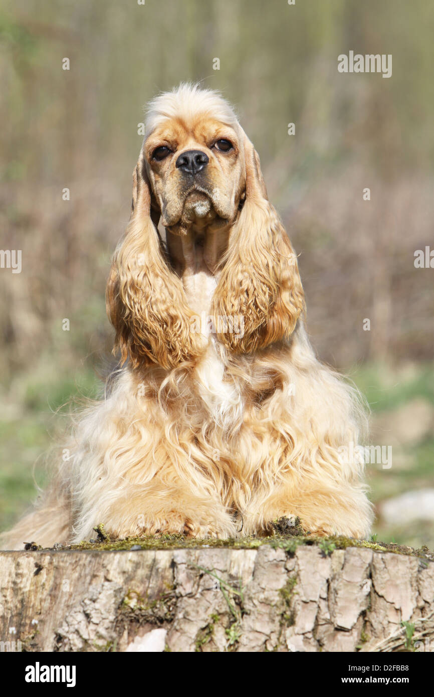 American cockers hi-res stock photography and images - Alamy