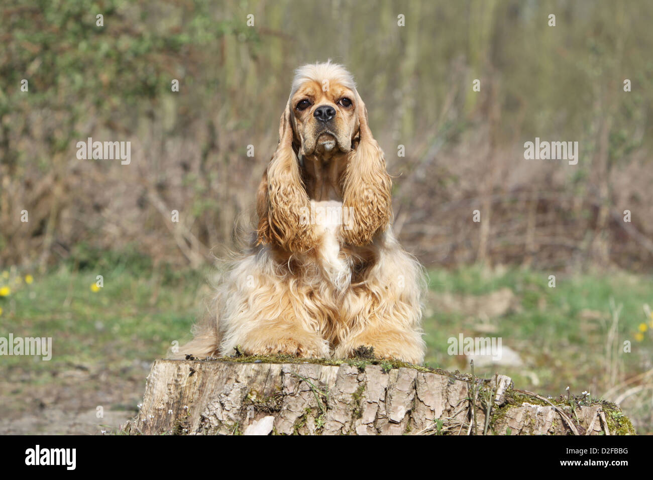 Cocker americain face hi-res stock photography and images - Alamy