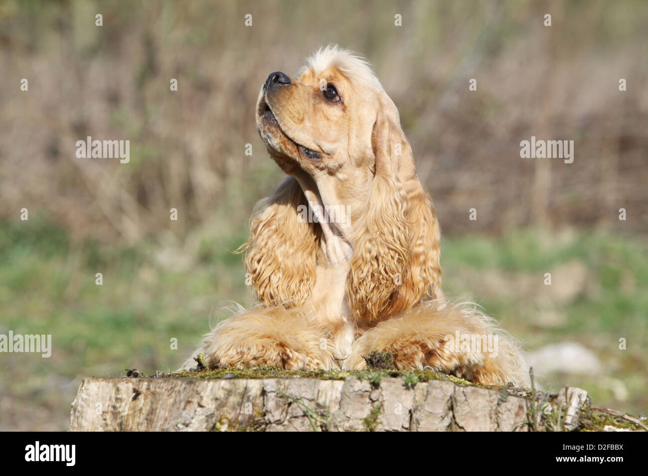 American cockers hi-res stock photography and images - Alamy