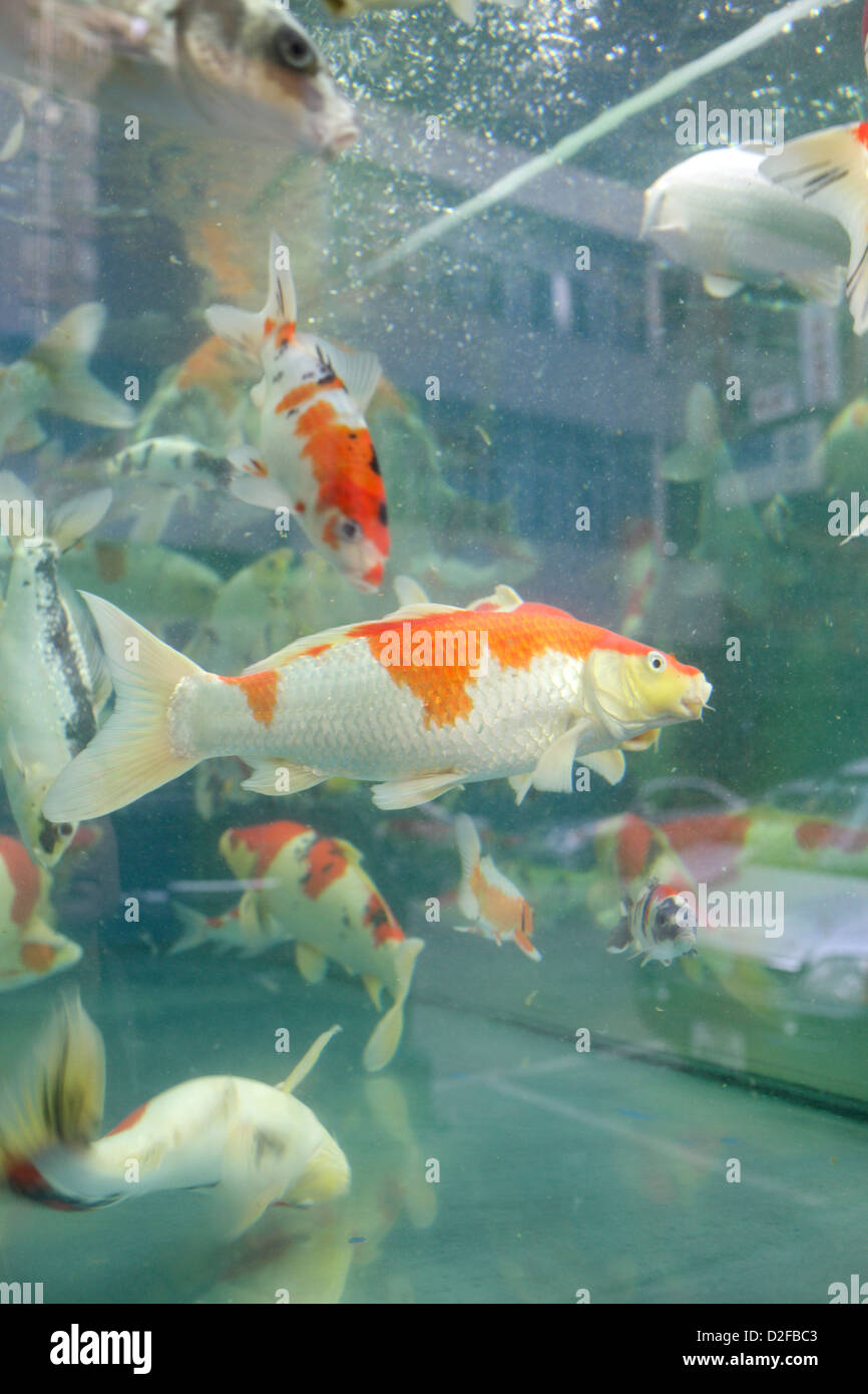 Aquarium trade fish hi-res stock photography and images - Alamy