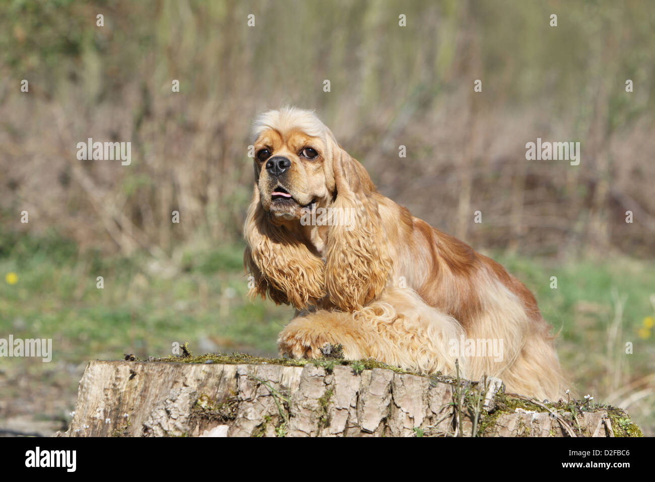 American cockers hi-res stock photography and images - Alamy