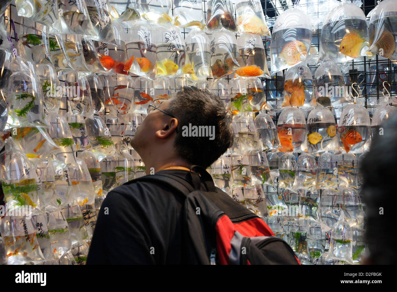 Hong Kong, China, ornamental fish are offered in small plastic bags for ...