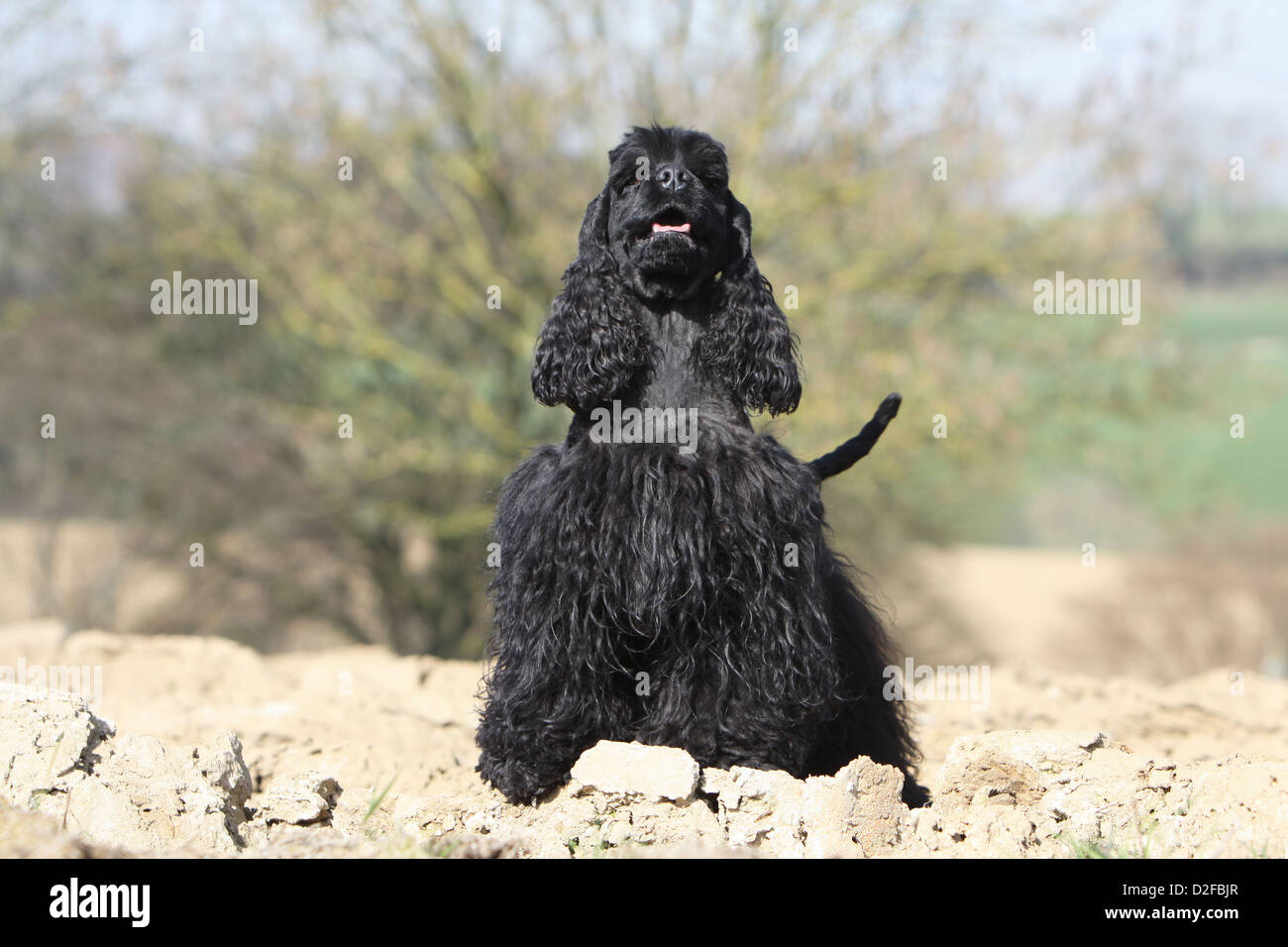 American cockers hi-res stock photography and images - Alamy