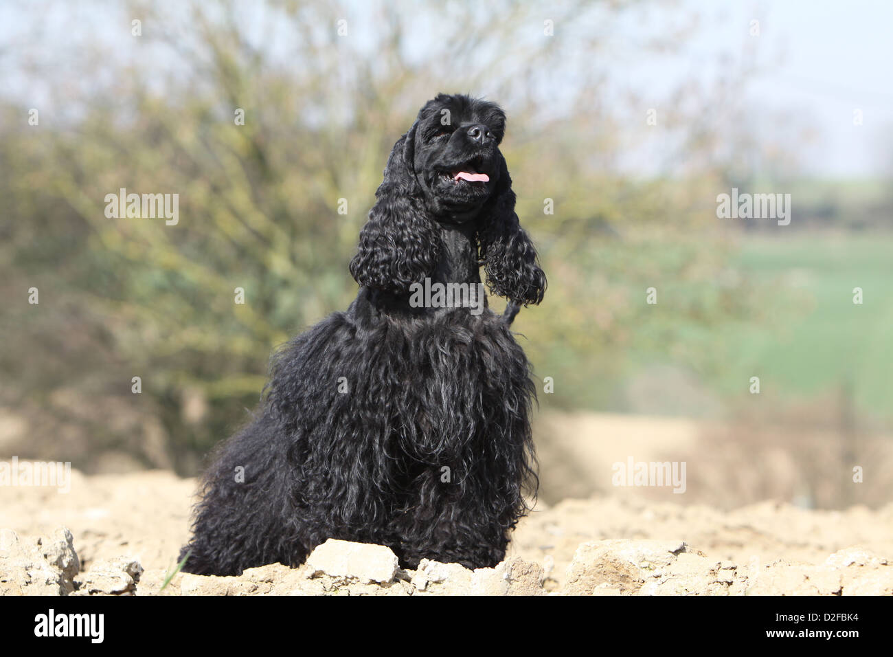 American cockers hi-res stock photography and images - Alamy