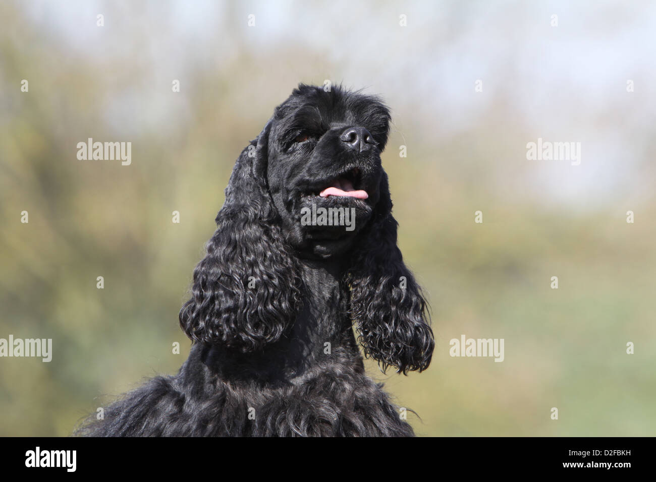 Dog American Cocker Spaniel adult (black) portrait Stock Photo - Alamy