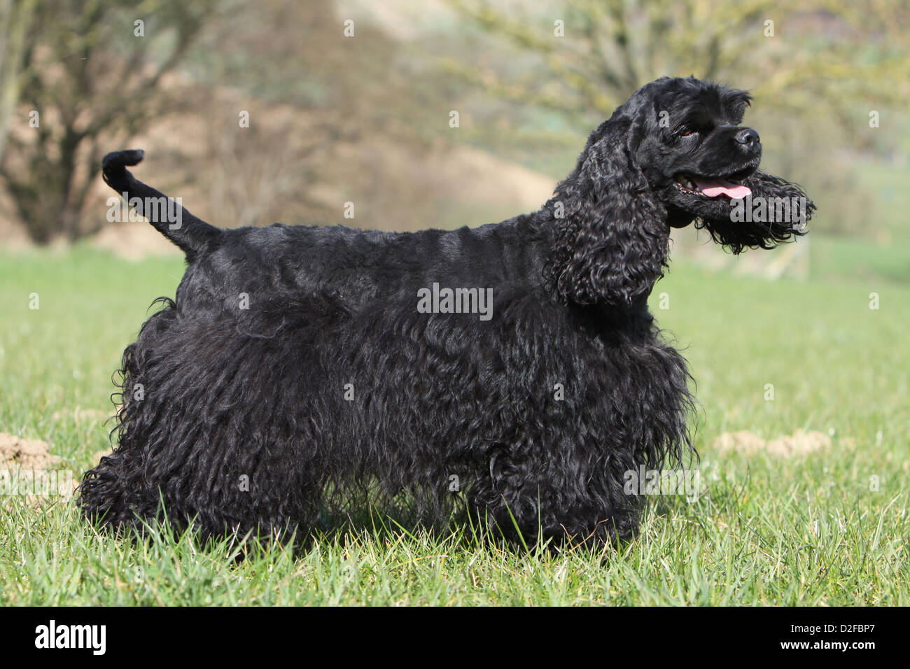 Dog American Cocker Spaniel adult (black) standing in a meadow Stock ...