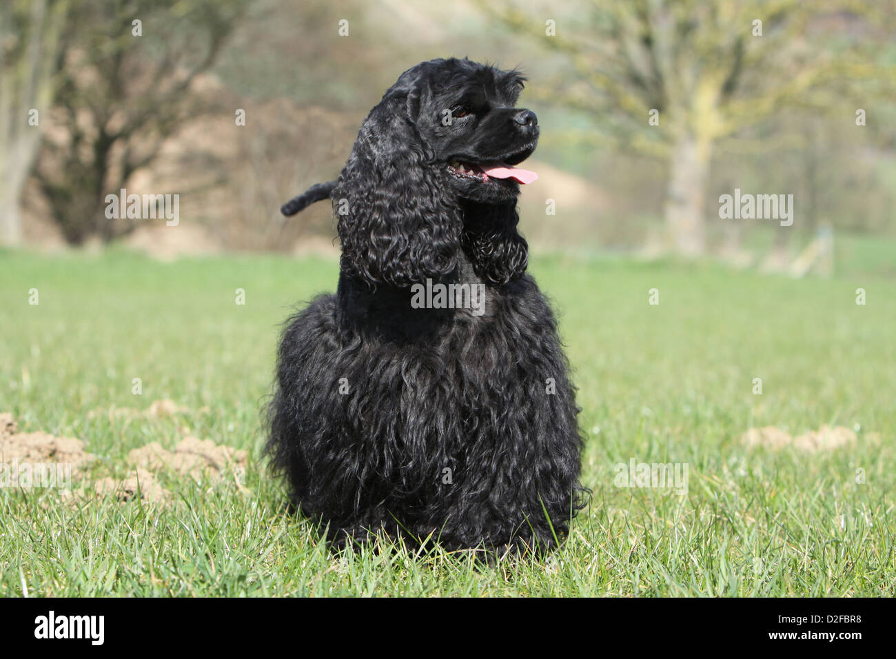 Dog American Cocker Spaniel adult (black) standing in a meadow Stock ...