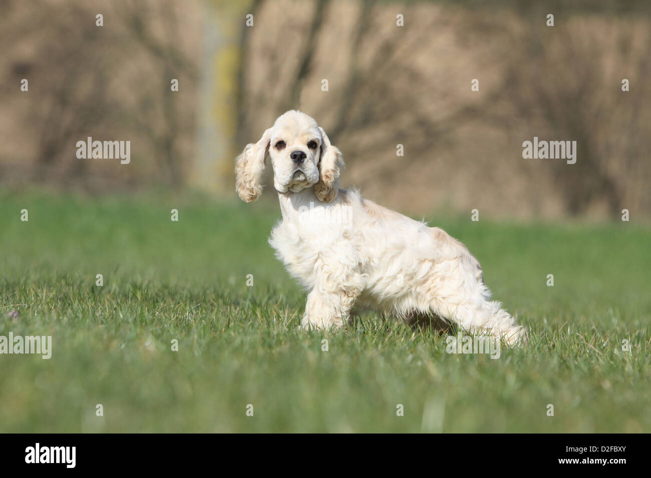 Buff American Cocker Spaniel Puppy High Resolution Stock Photography ...
