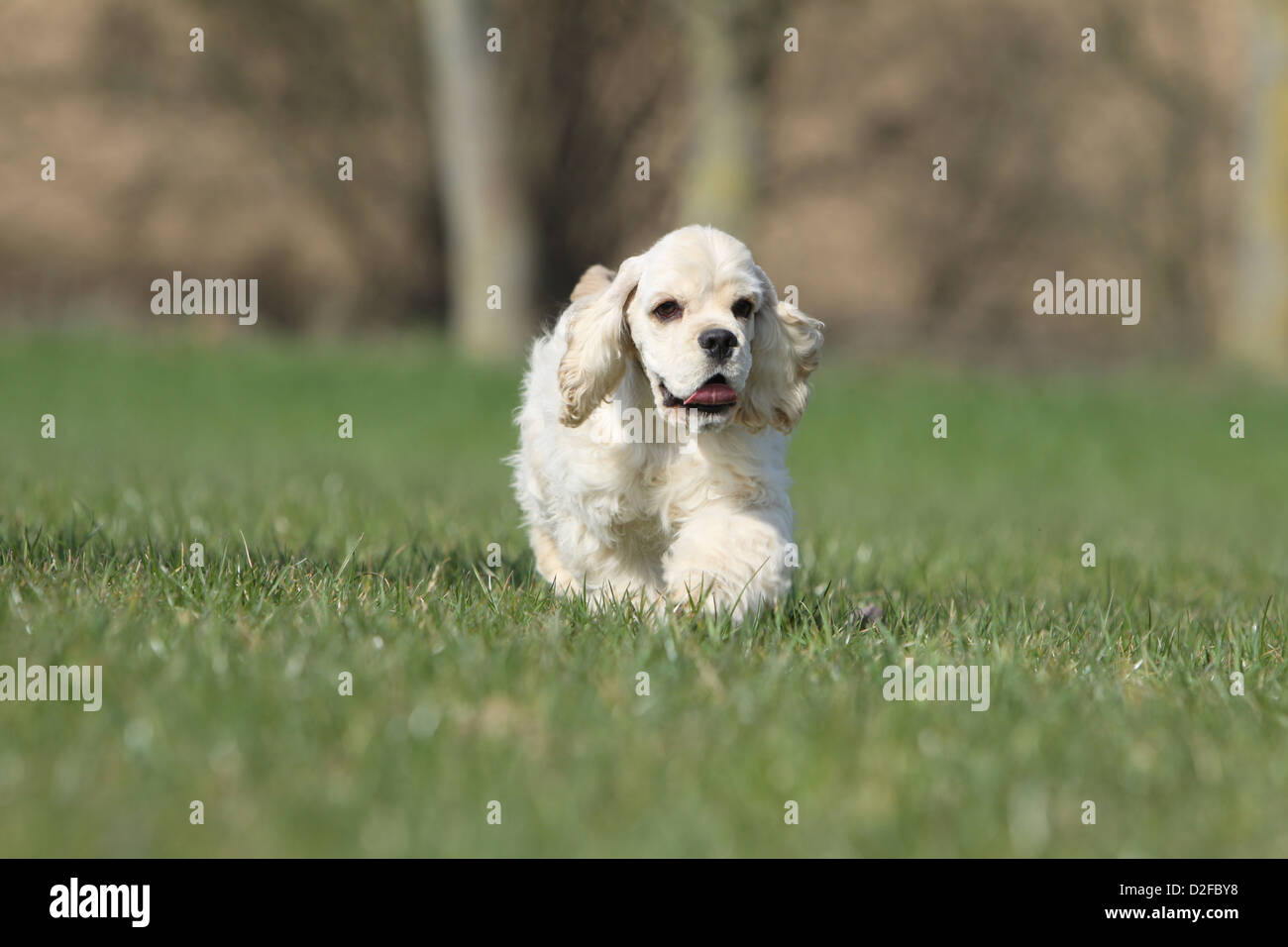 Dog American Cocker Spaniel puppy (cream) running in a meadow Stock ...
