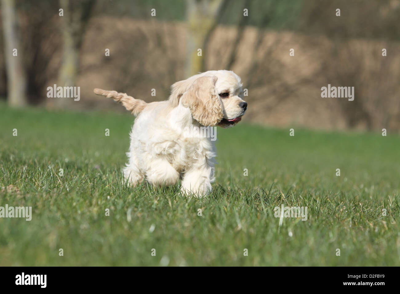 Dog American Cocker Spaniel puppy (cream) running in a meadow Stock ...