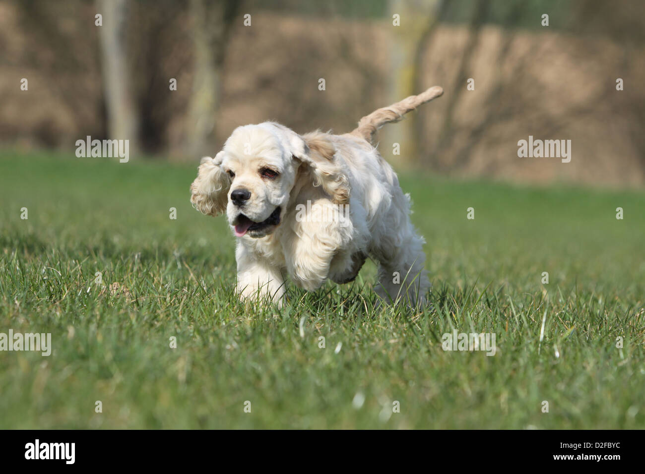 Dog American Cocker Spaniel puppy (cream) running in a meadow Stock ...