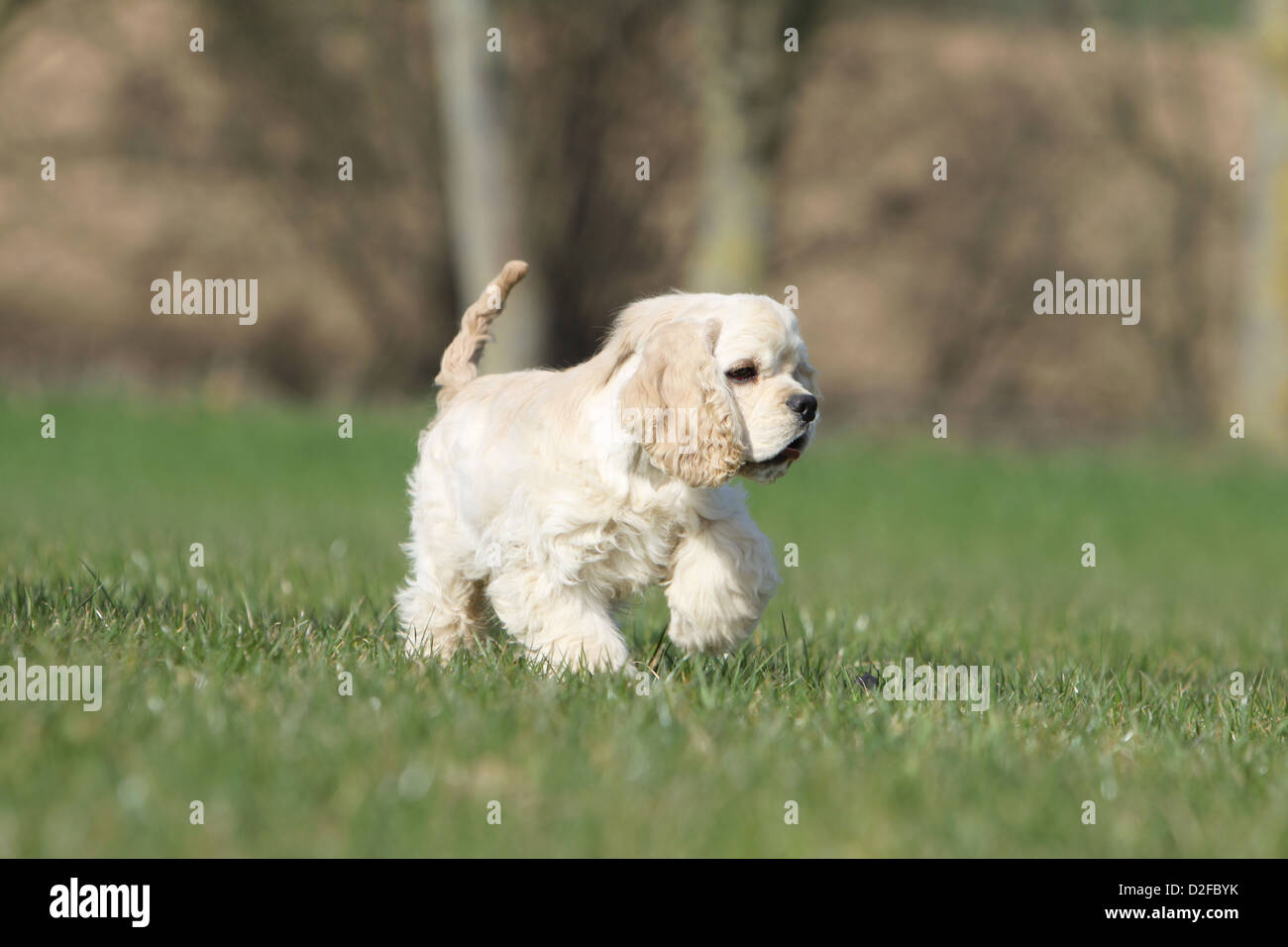 Dog American Cocker Spaniel puppy (cream) running in a meadow Stock ...
