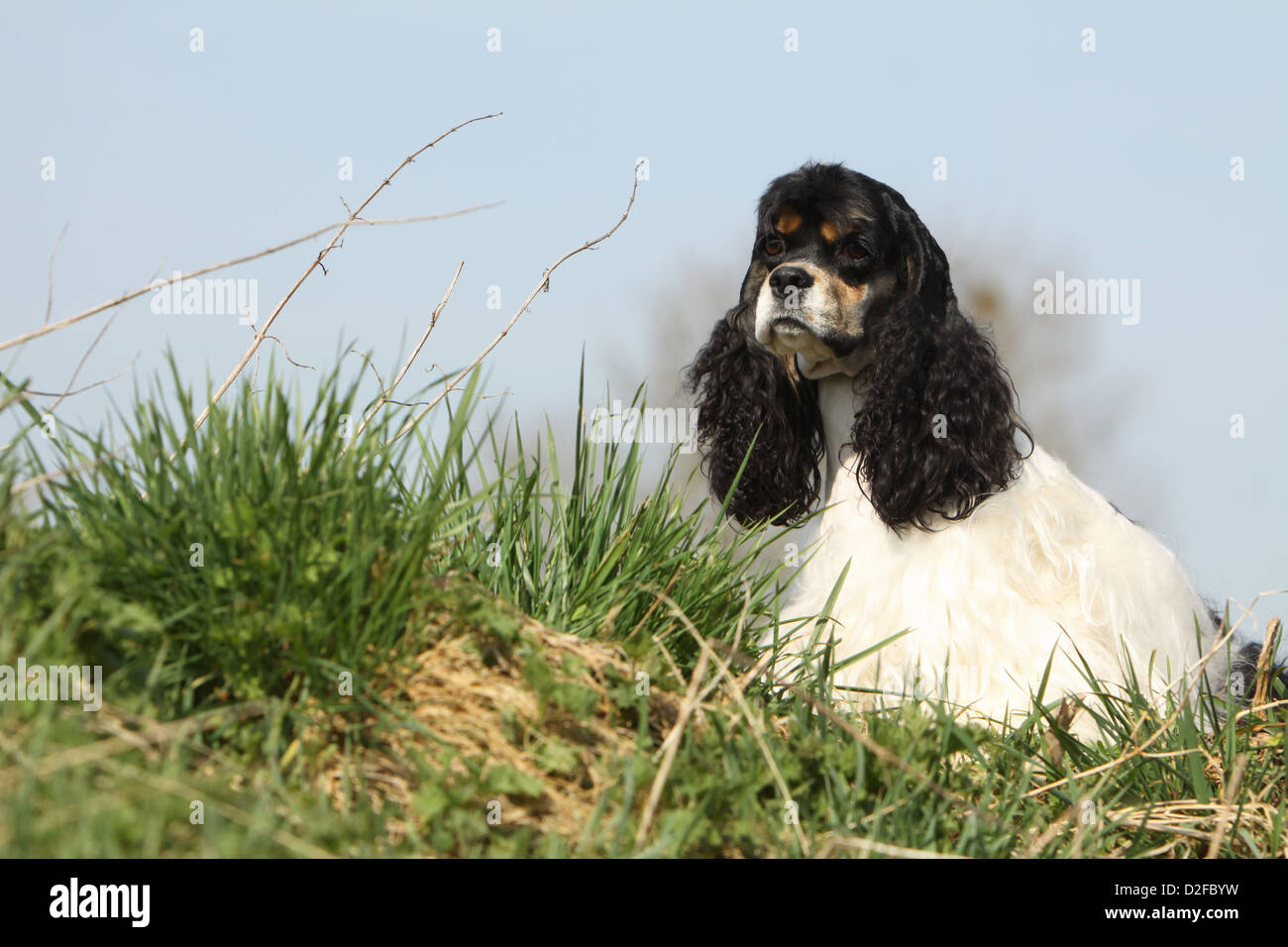 Adult Cocker Spaniel Tan
