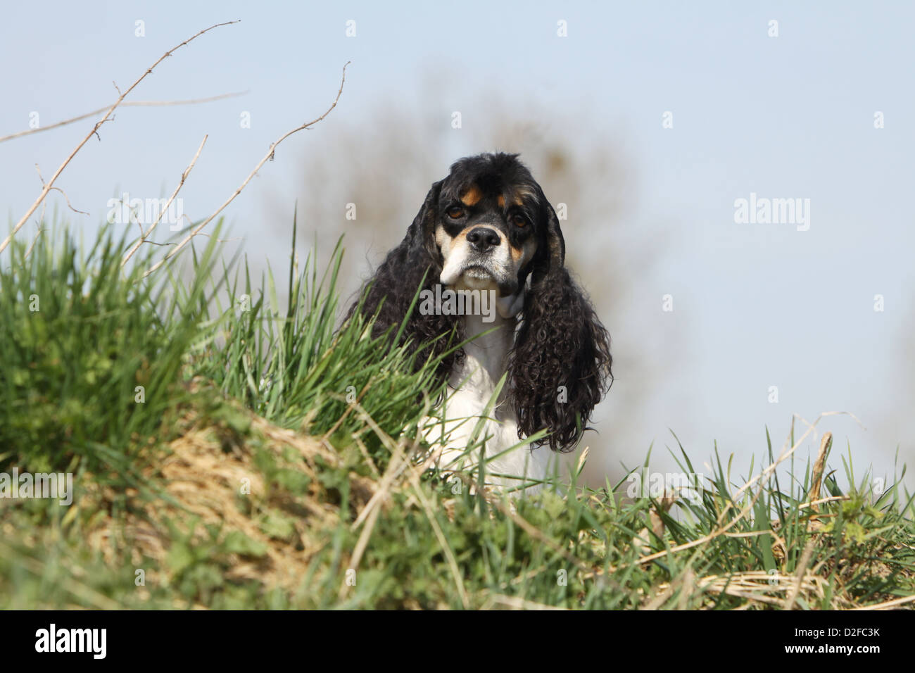 Dog American Cocker Spaniel adult (tricolor black, white and tan ...