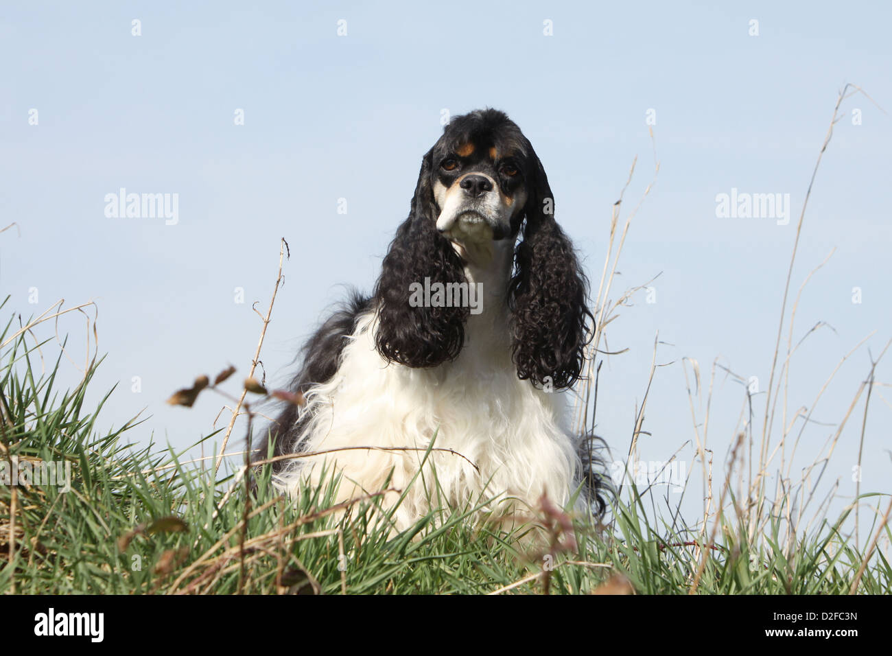 Dog American Cocker Spaniel adult (tricolor black, white and tan ...