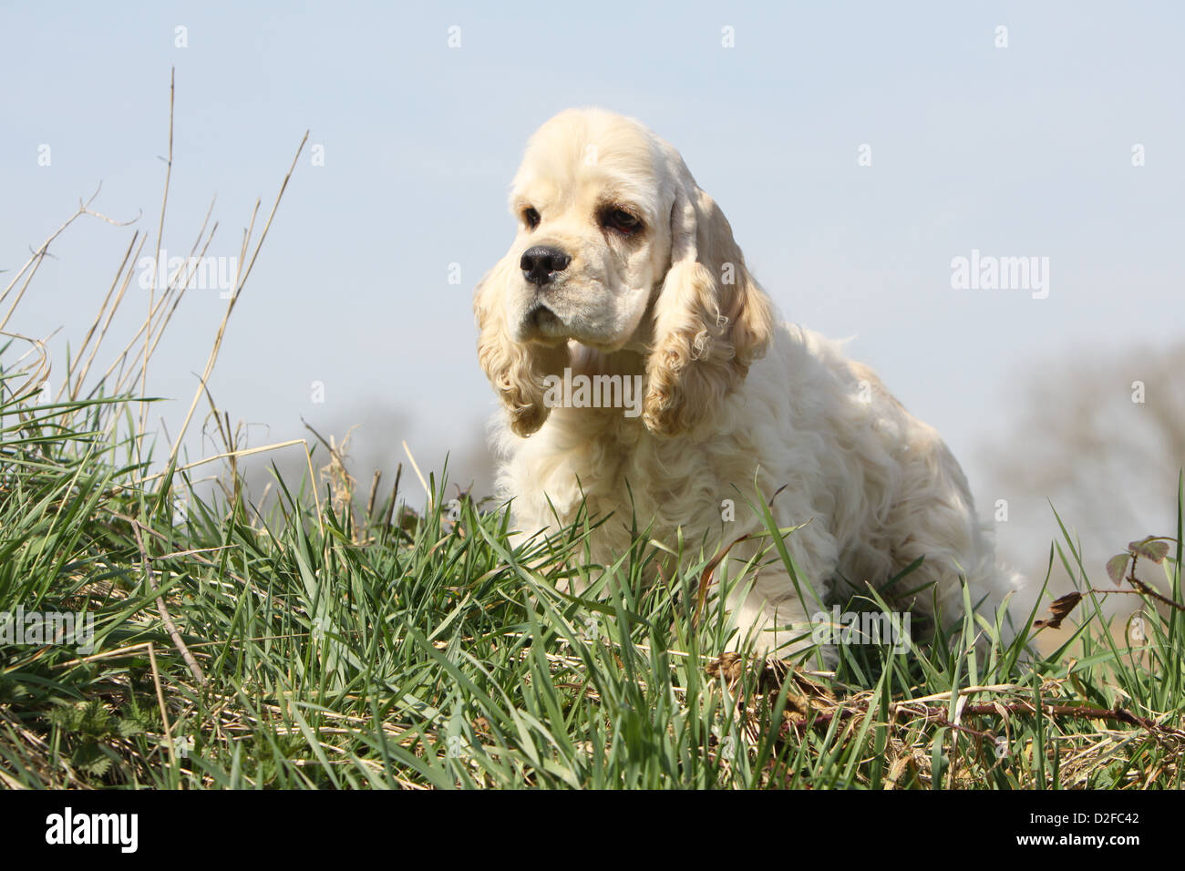 Dog American Cocker Spaniel puppy (cream) standing behind the grass ...