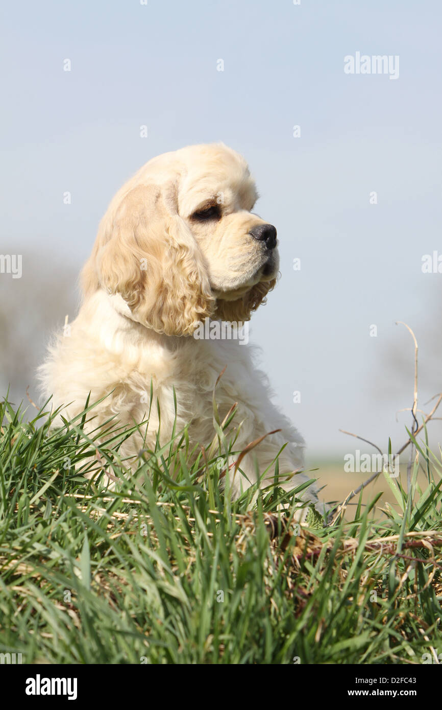 Dog American Cocker Spaniel puppy (cream) sitting behind the grass ...