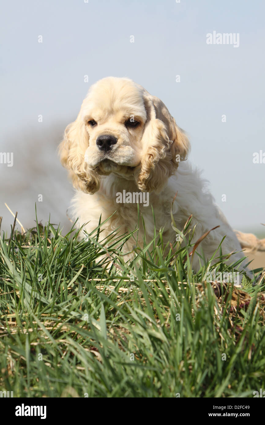 American cocker spaniel hi-res stock photography and images - Alamy
