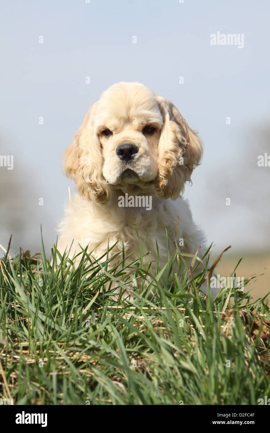 Dog American Cocker Spaniel puppy (cream) sitting behind the grass ...