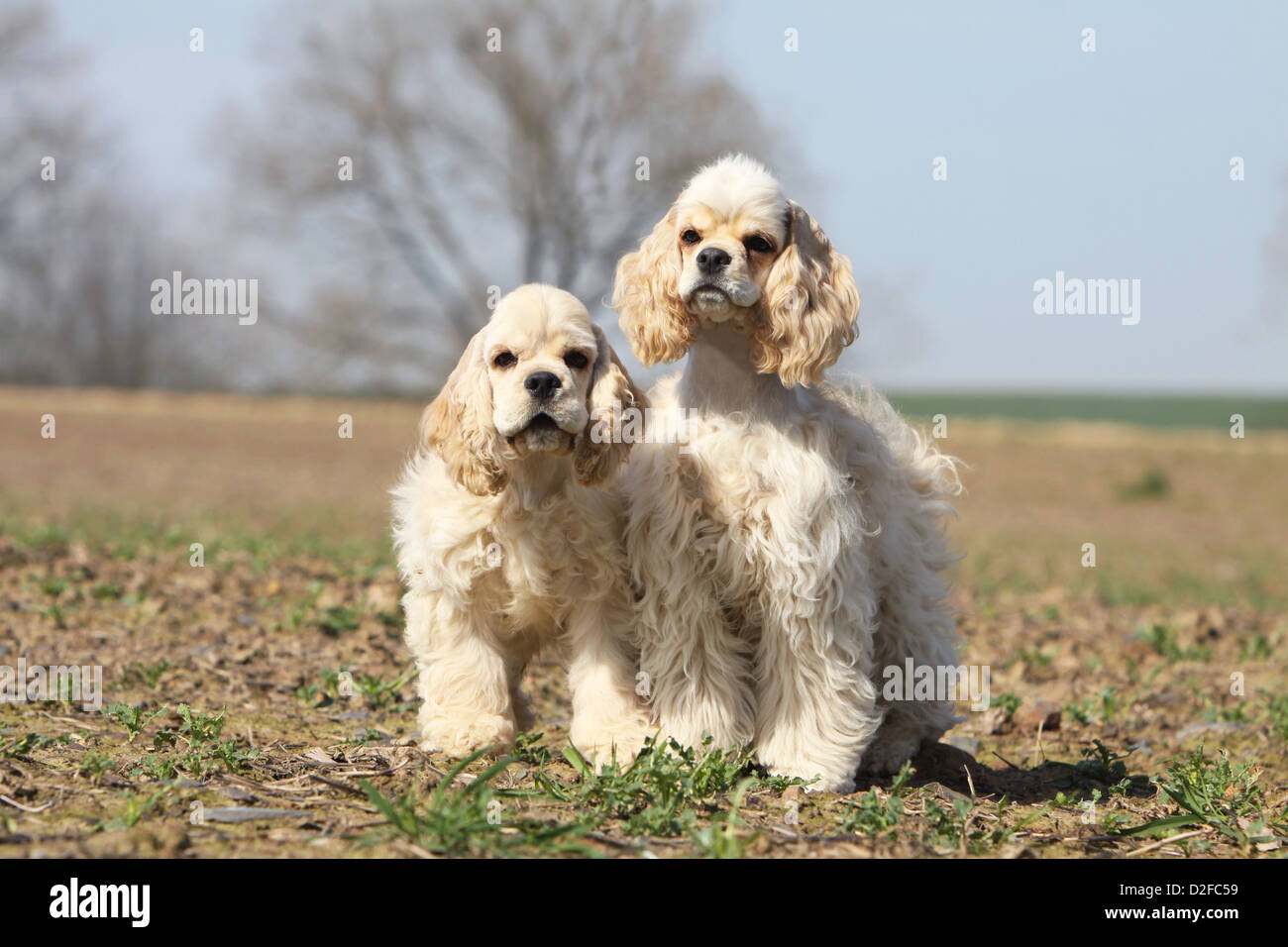 Dog American Cocker Spaniel adult and puppy (cream) standing in a field ...