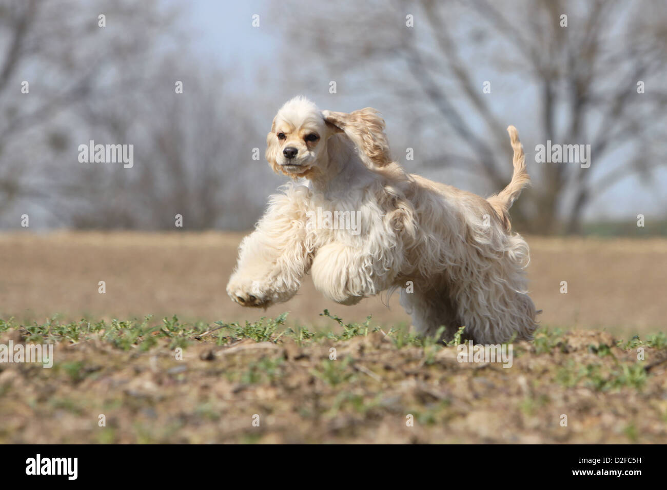 Dog American Cocker Spaniel adult (cream) running in a field Stock ...