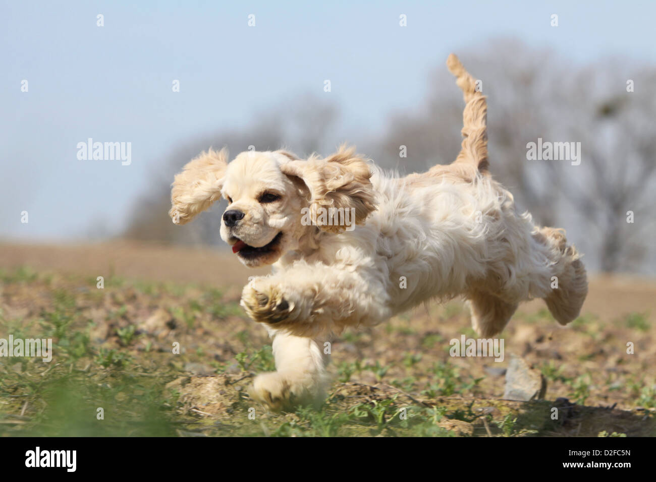 American Cocker Spaniel Puppy Cut