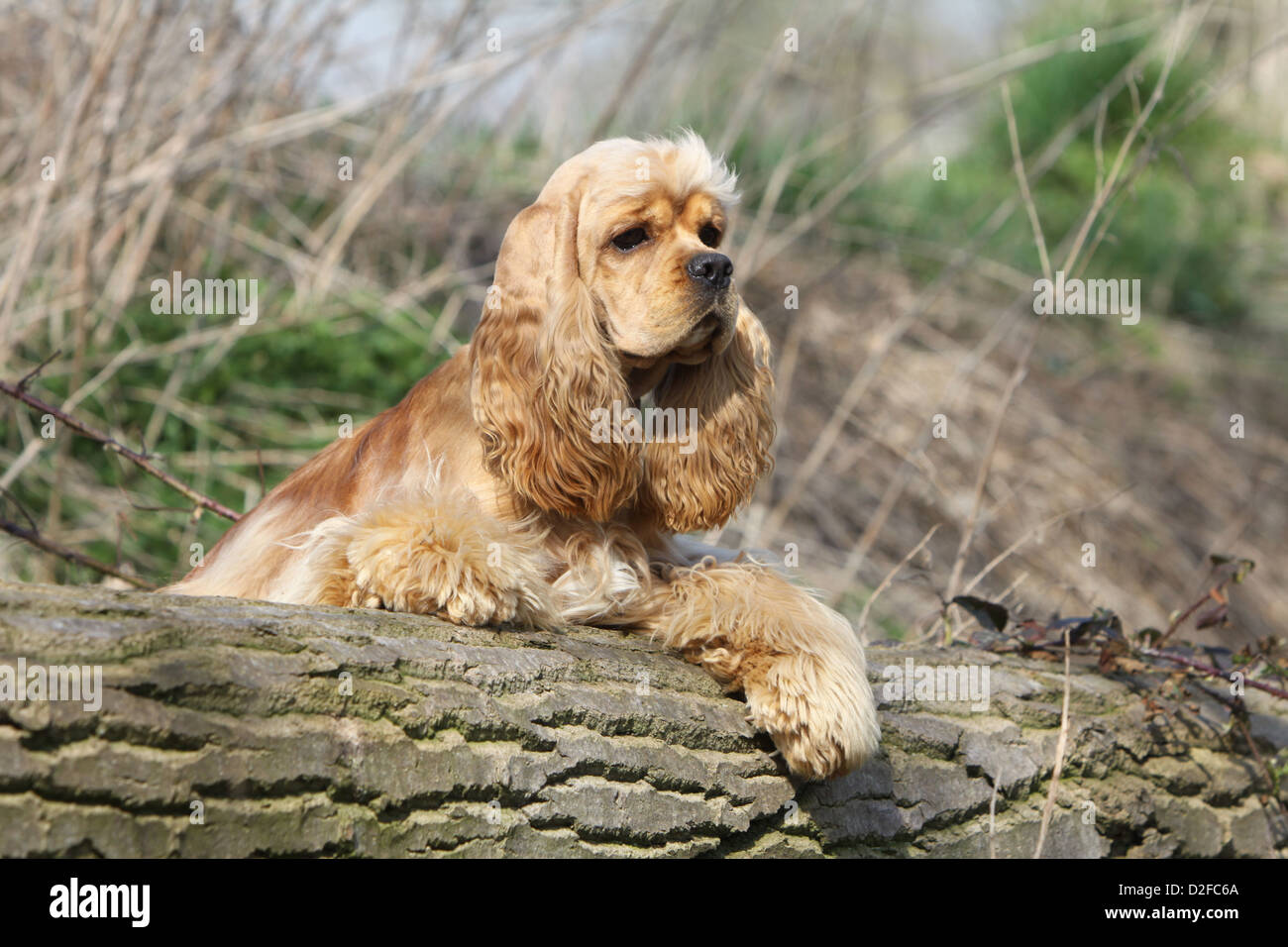 Dog American Cocker Spaniel adult (golden) lying on a wood Stock Photo ...