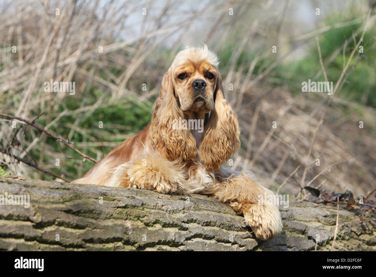 American cockers hi-res stock photography and images - Alamy