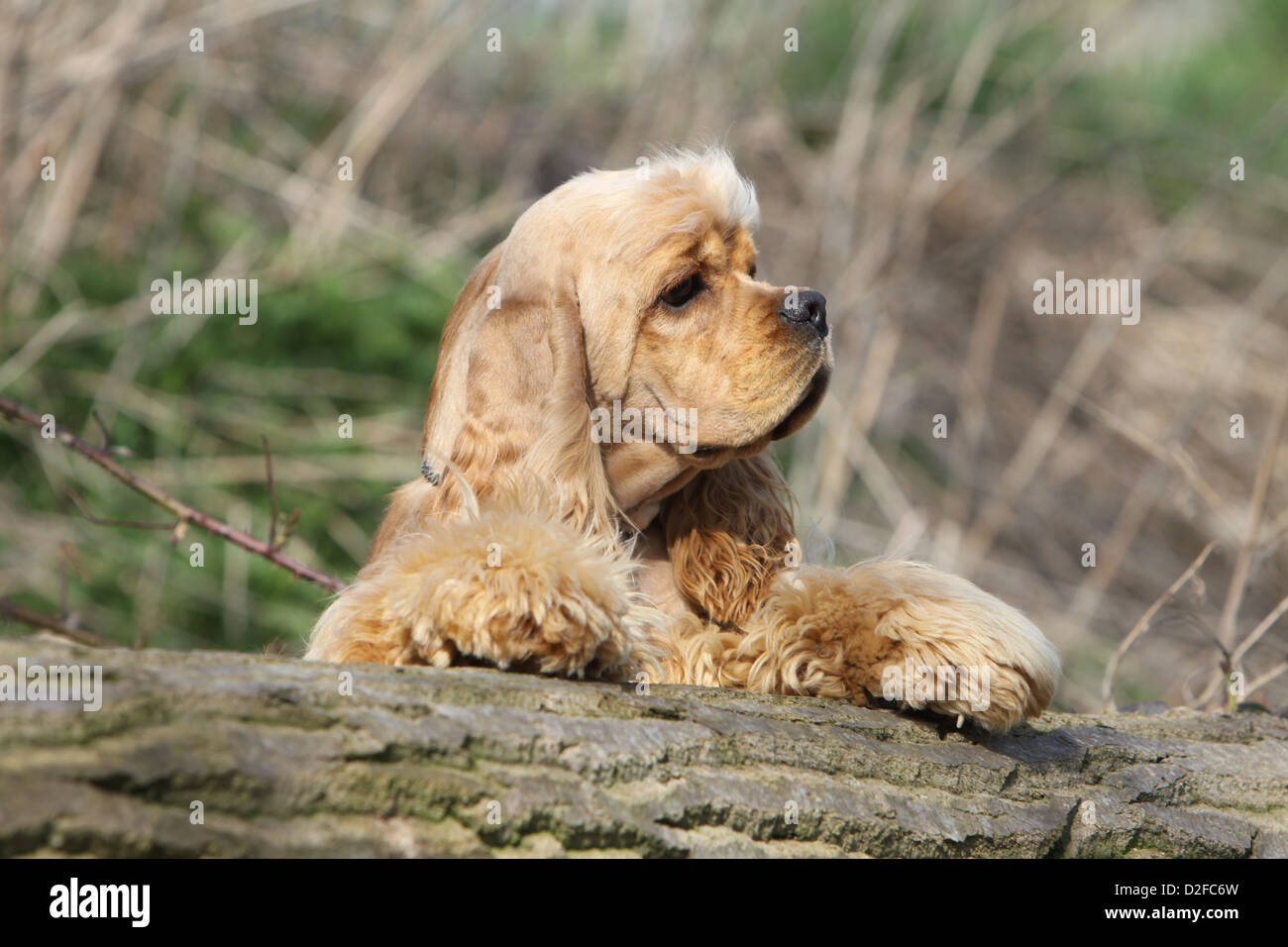 Dog American Cocker Spaniel adult (golden) lying on a wood Stock Photo ...