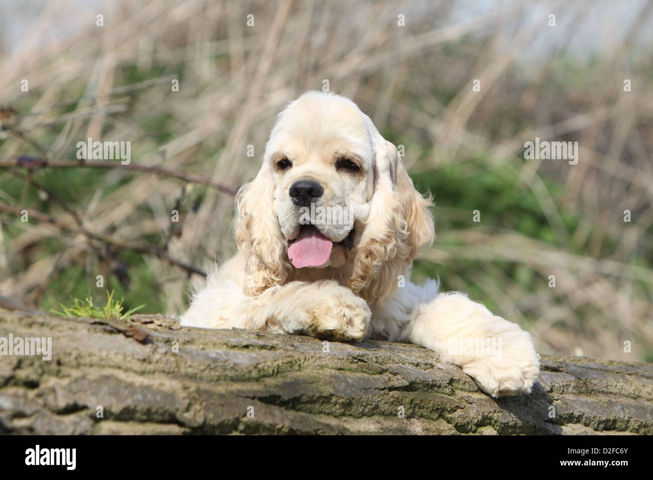 Dog American Cocker Spaniel puppy (cream) lying on a wood Stock Photo ...