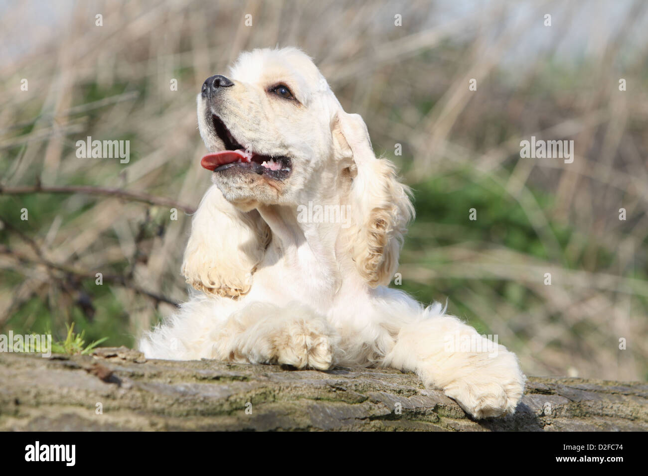 Buff american cocker spaniel puppy hi-res stock photography and images ...