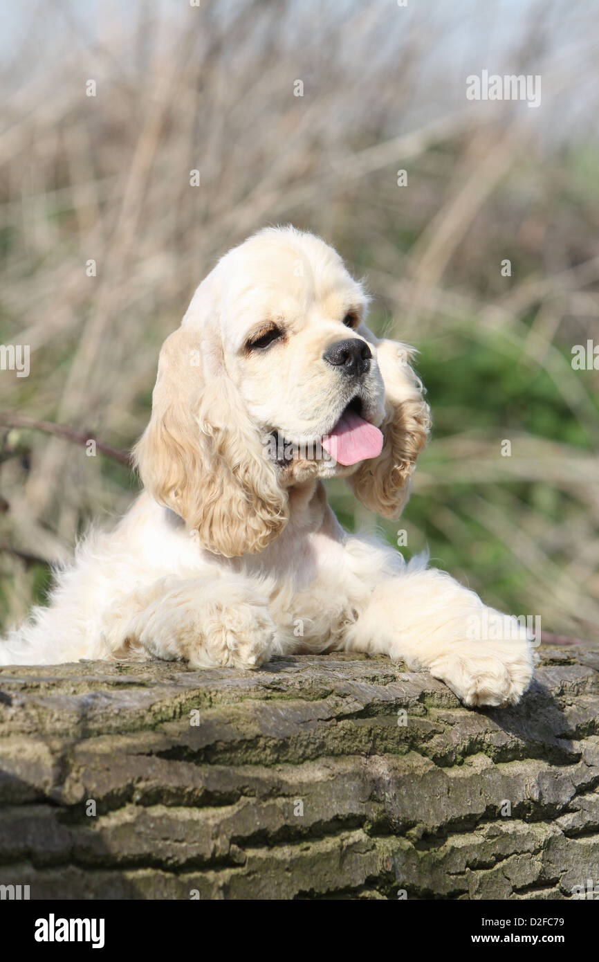 Dog American Cocker Spaniel puppy (cream) lying on a wood Stock Photo ...