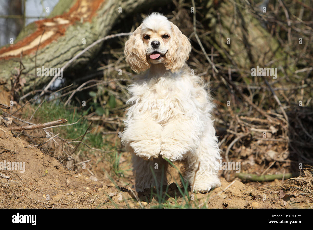 Dog American Cocker Spaniel adult (cream) jump in a forest Stock Photo ...
